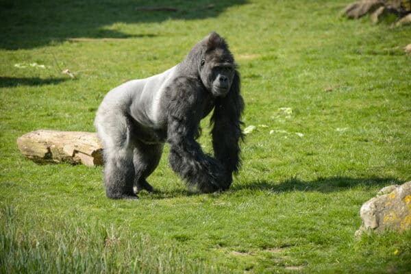Gorilla Mating: A Look at Their Complex Social Structure and ...