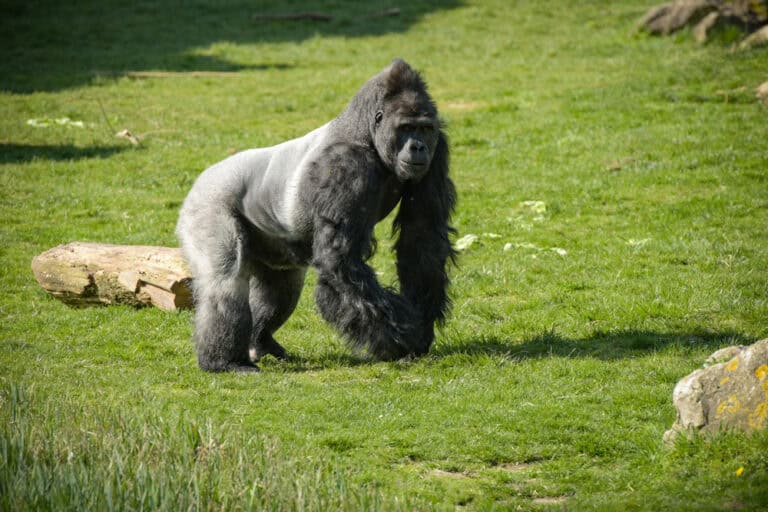Gorilla Mating: A Look at Their Complex Social Structure and ...
