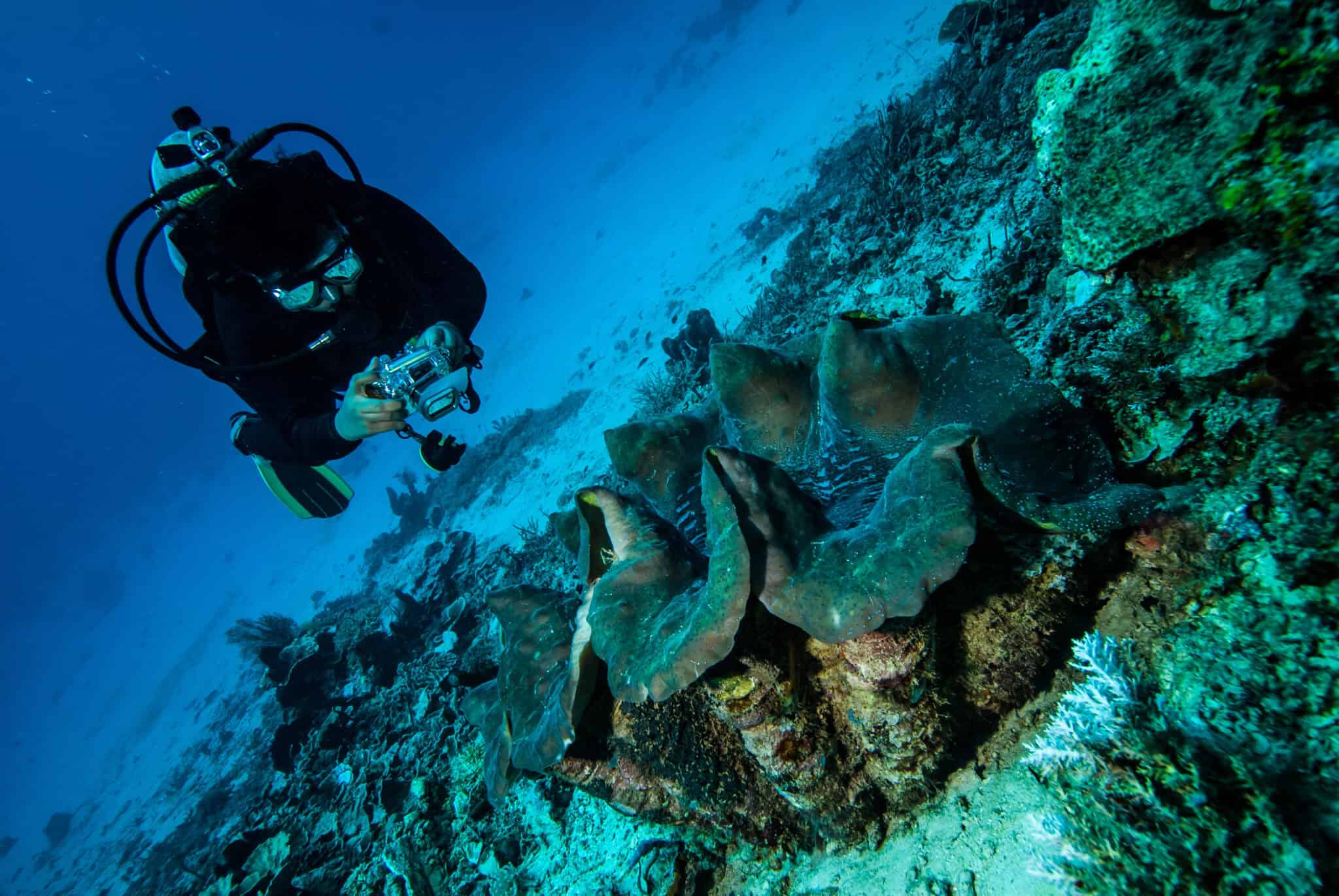 From Sea to Sky: Giant Clams and the Future of Solar Energy - Animals ...