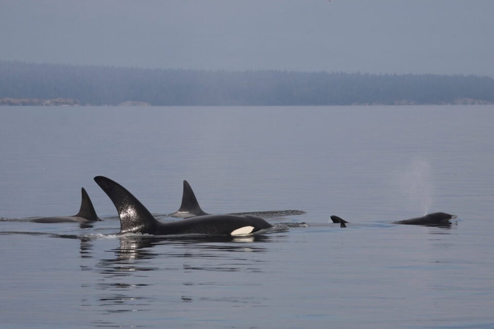 The Largest Orca Pod Ever Recorded Off the U.S. Coast - Animals Around ...