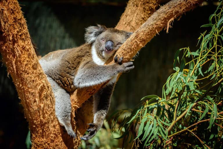 7 Animals That Sleep The Most