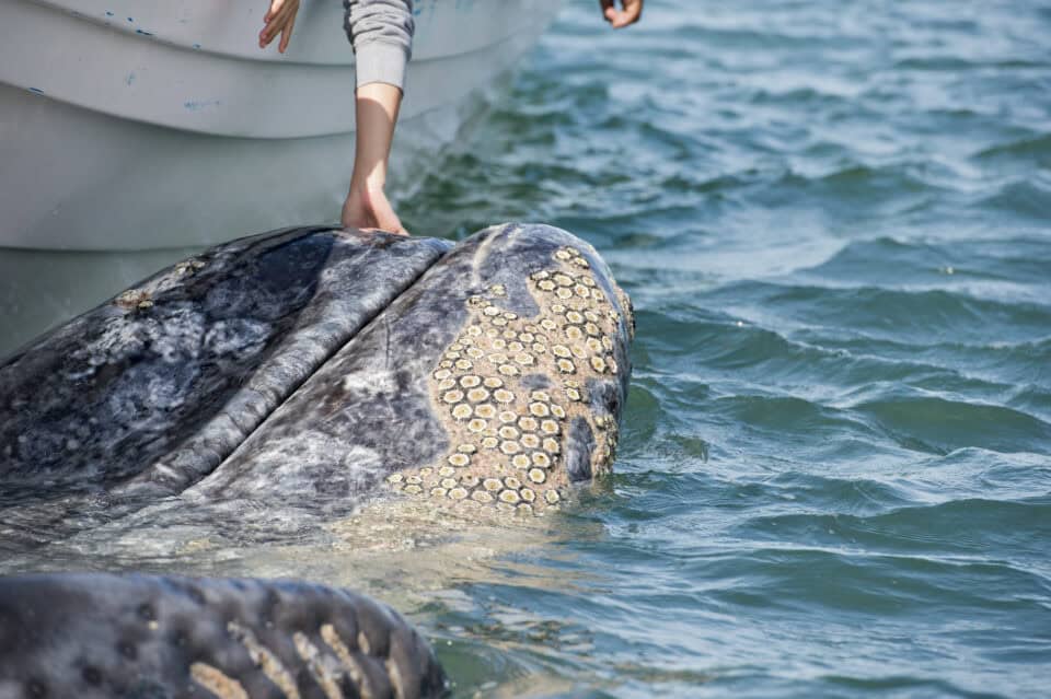 200 Years Later - The Atlantic's Extinct Gray Whale Returns Due to ...