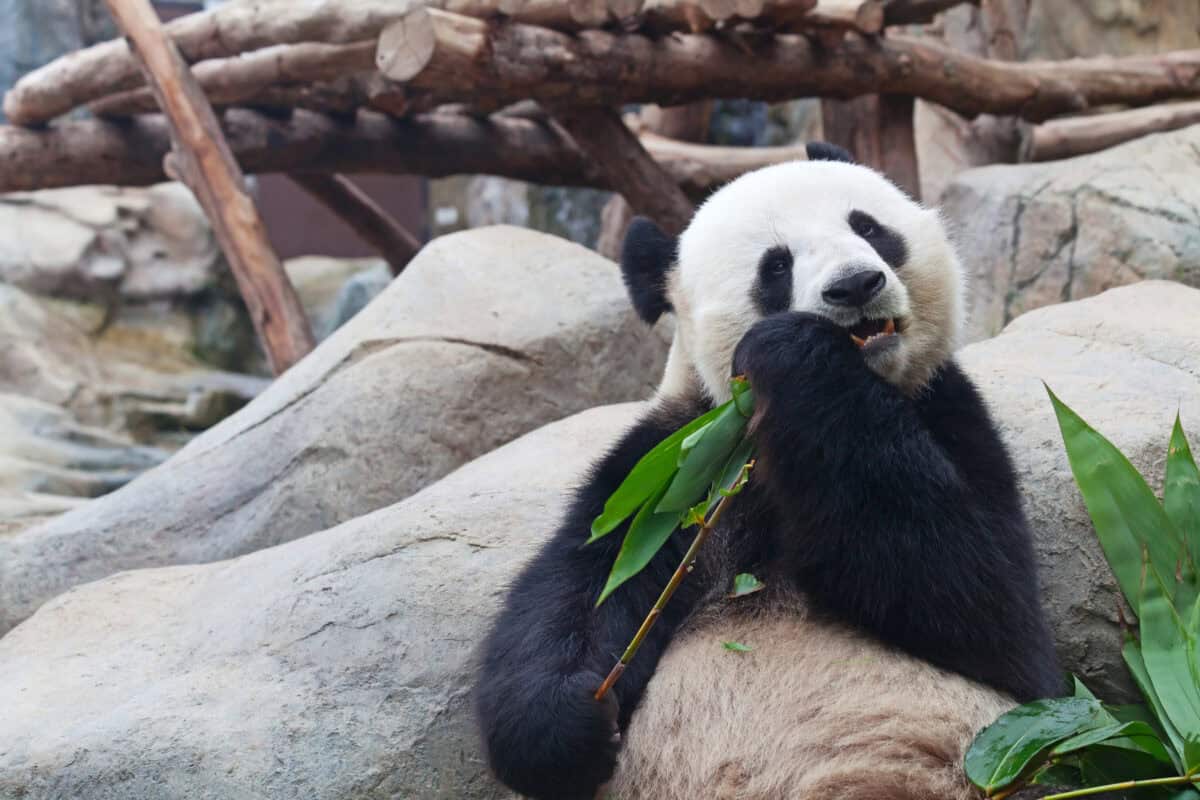 Watch Pandas First Day in San Diego Zoo - Animals Around The Globe