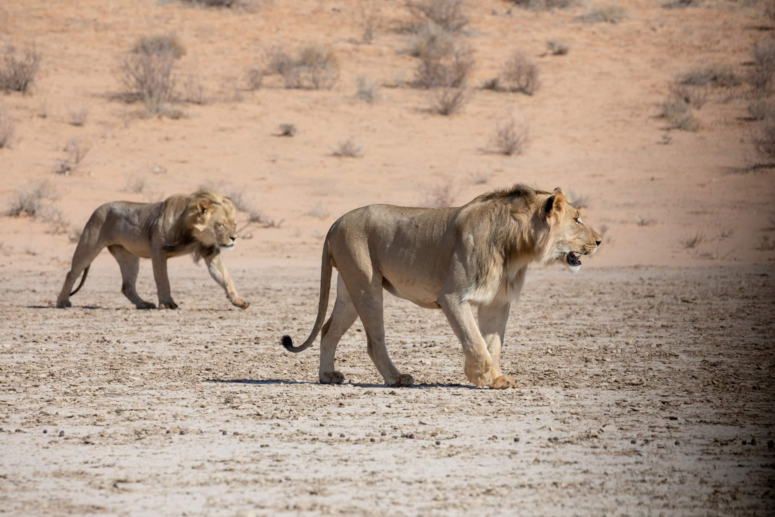 Heroic Elephant Tries to Rescue Rhino from Lions - Animals Around The Globe