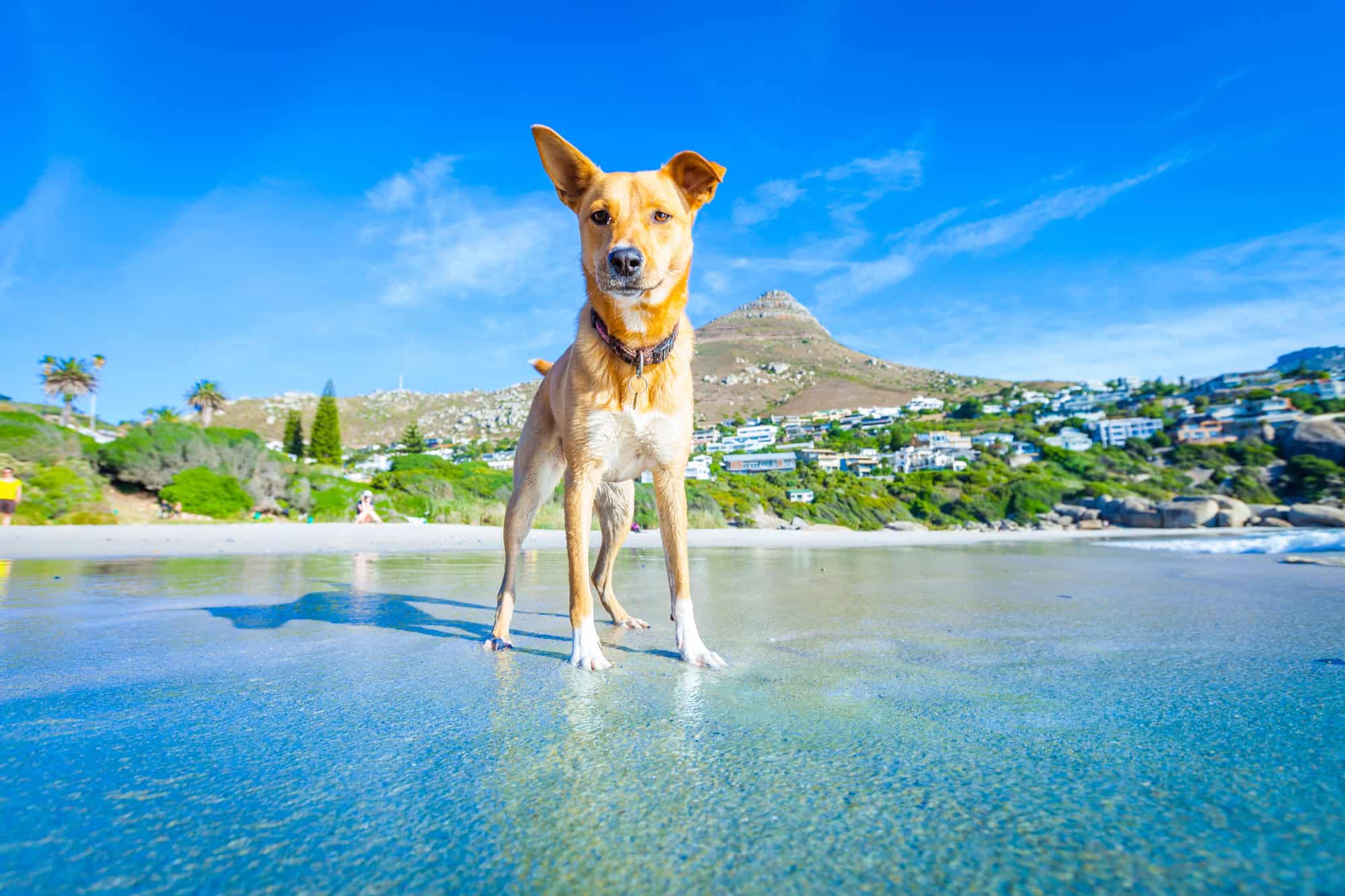 11 Health Issues Your Dog Might Suffer During Summer and How To Prevent ...