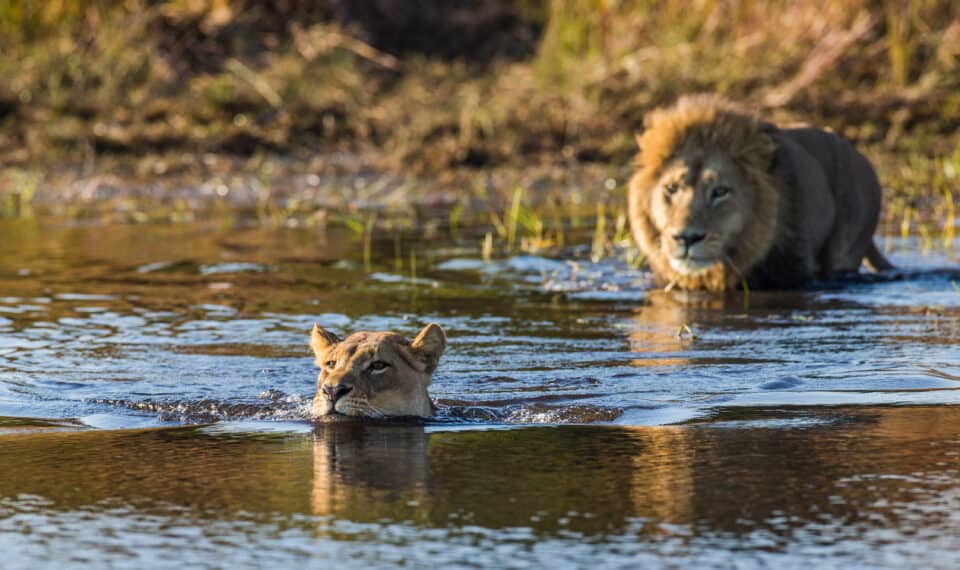 Two Lion Brothers Swim Through Crocodile-Infested Waters for Love ...