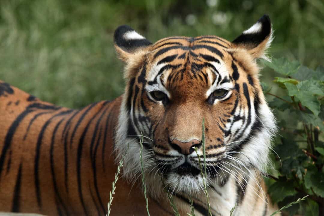 Malayan Tiger on the Brink of Extinction: Alarm as Deaths Rise ...