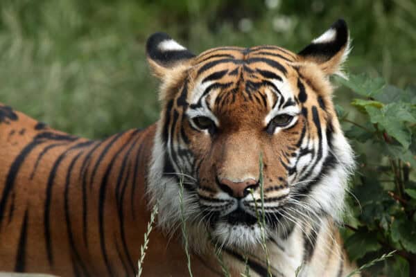 Malayan Tiger on the Brink of Extinction: Alarm as Deaths Rise ...