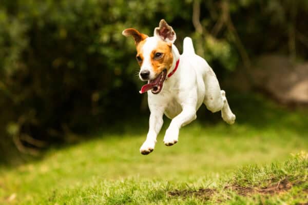10 Fastest Racing Dog Breeds You Must Know