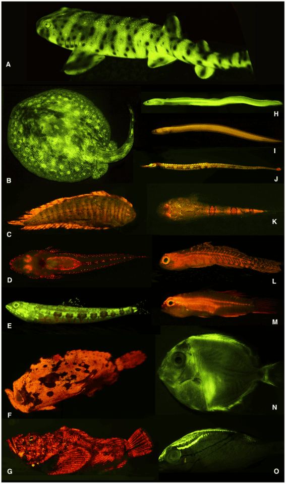 Glow-in-the-Dark Sharks and Other Fascinating Bioluminescent Fish ...