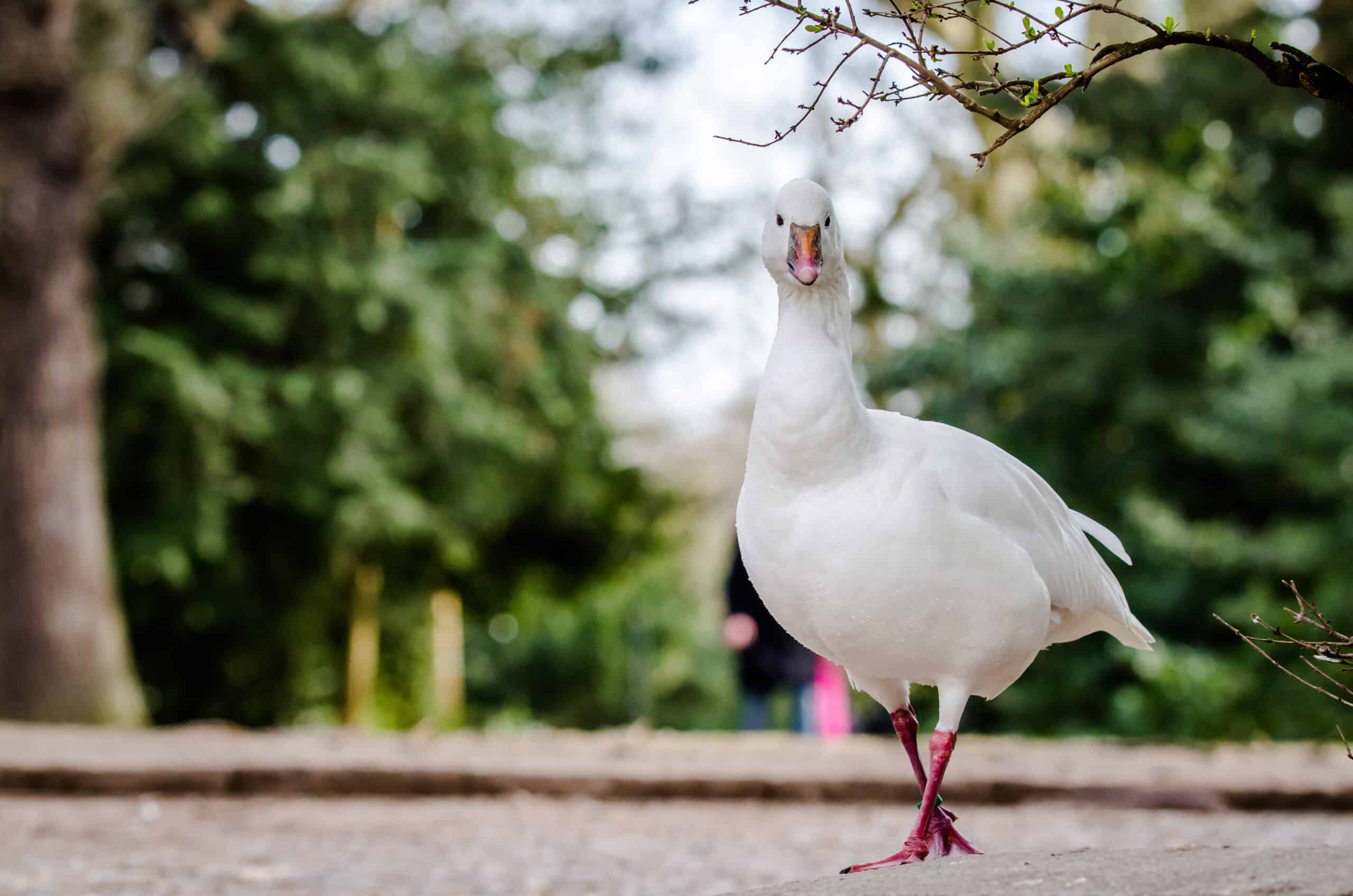 The Sacred Goose of Ancient Rome: Protector of the Capitol - Animals ...