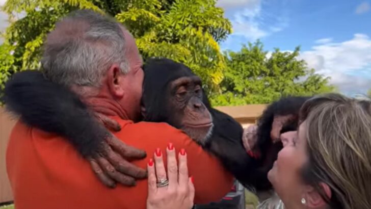 Chimpanzee's Journey Home Was An Emotional Reunion After 7 Years in Miami