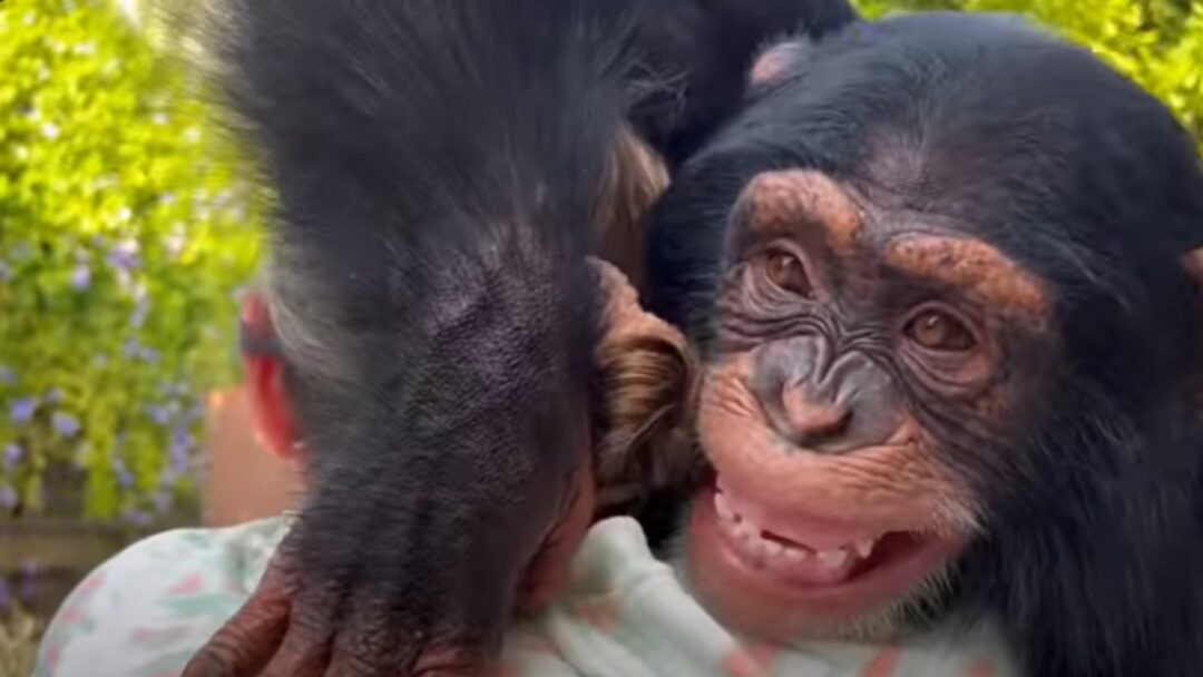 Chimpanzee's Journey Home Was An Emotional Reunion After 7 Years in Miami