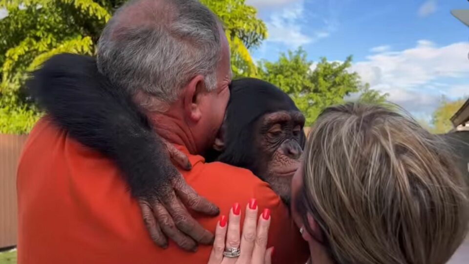 Chimpanzee's Journey Home Was An Emotional Reunion After 7 Years in Miami