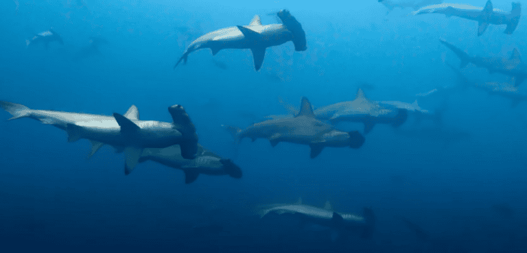 Rare Footage of Hammerhead Sharks Swimming in Cyclones Around Ancient ...
