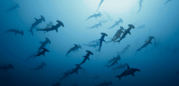 Rare Footage of Hammerhead Sharks Swimming in Cyclones Around Ancient ...