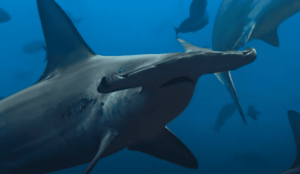 Rare Footage of Hammerhead Sharks Swimming in Cyclones Around Ancient ...
