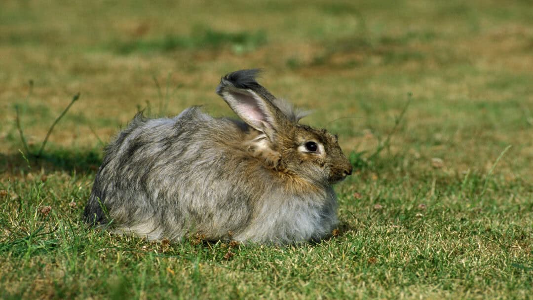 Surprising Facts About Animals That Can and Can’t Fart