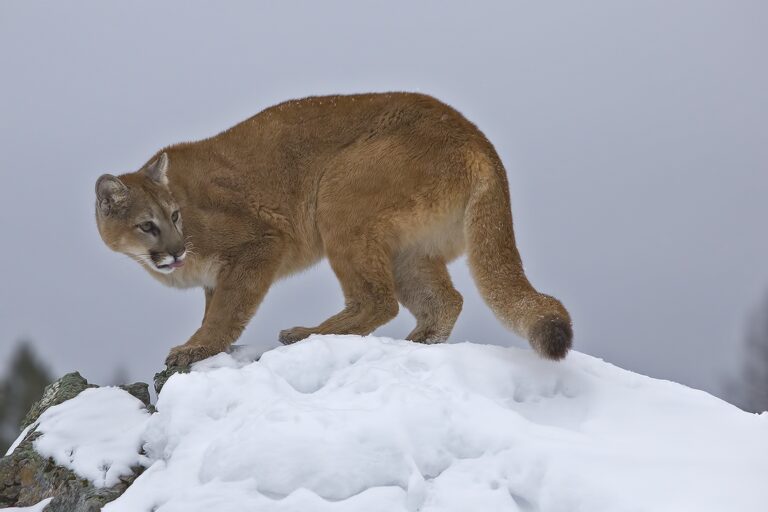The Most Elusive Mountain Lions Roaming the California Wilderness