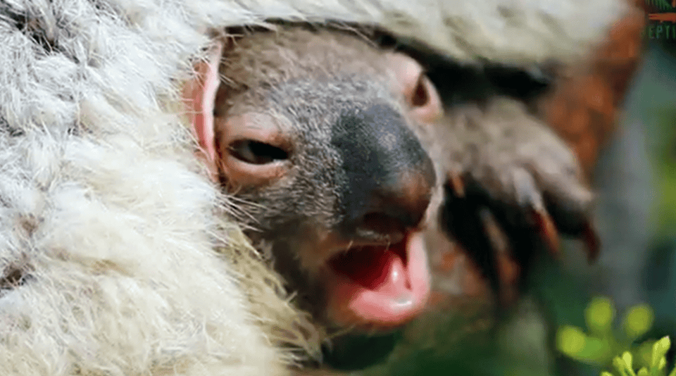 Elsa, The World’s Most Famous Koala Gives Birth to A Joey of Her Own ...