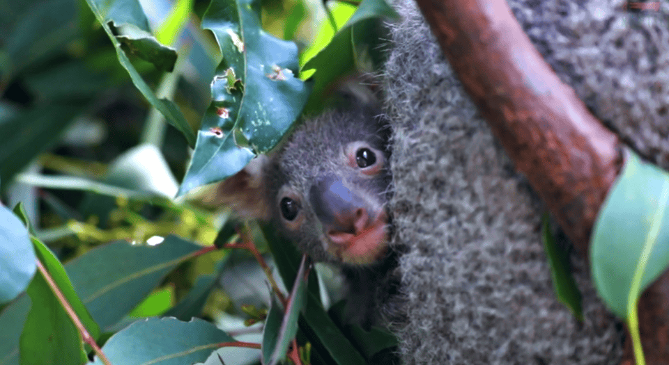 Elsa, The World’s Most Famous Koala Gives Birth to A Joey of Her Own ...