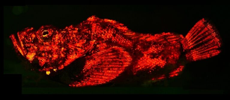 Glow-in-the-Dark Sharks and Other Fascinating Bioluminescent Fish ...