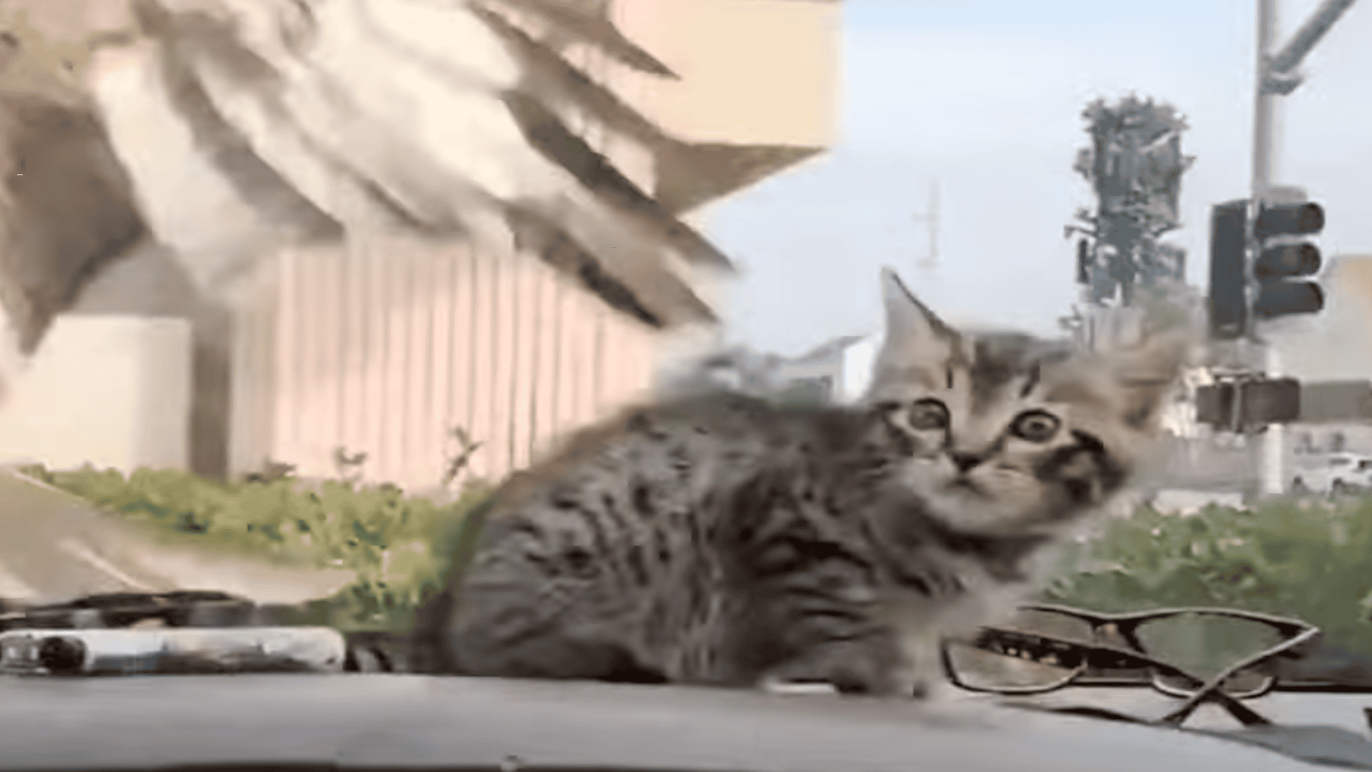 Hawk Tries to Nab Kitten from Car