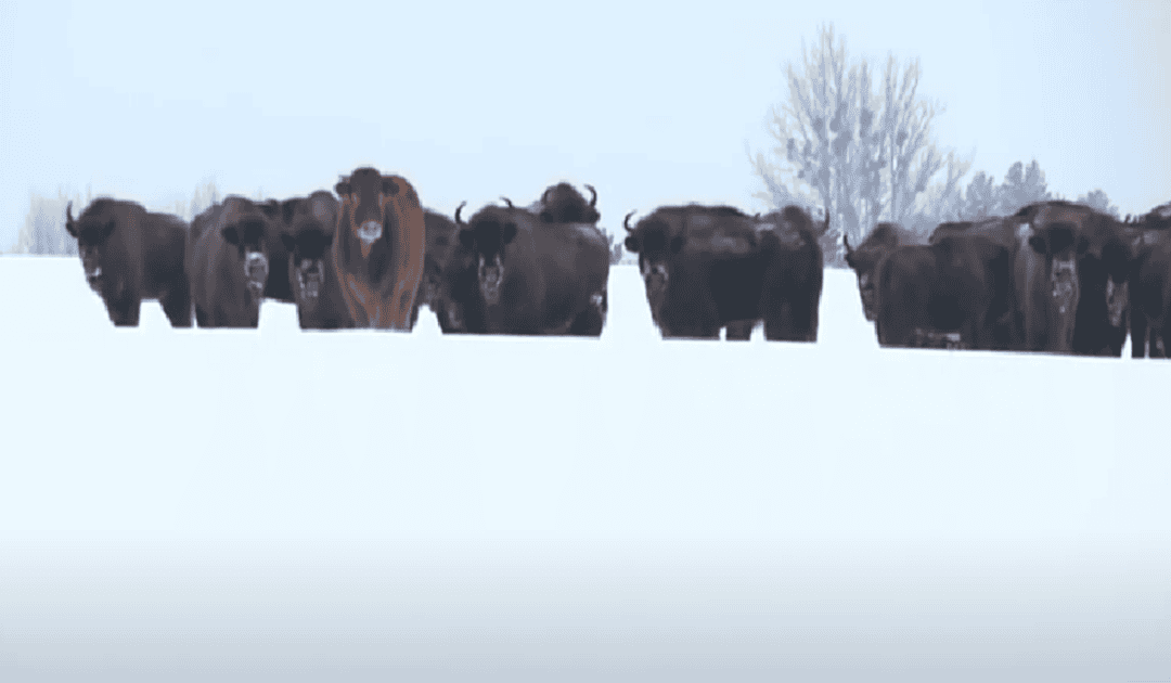Unlikely Friends: Cow Befriends Wild Bison in Poland - Animals Around ...