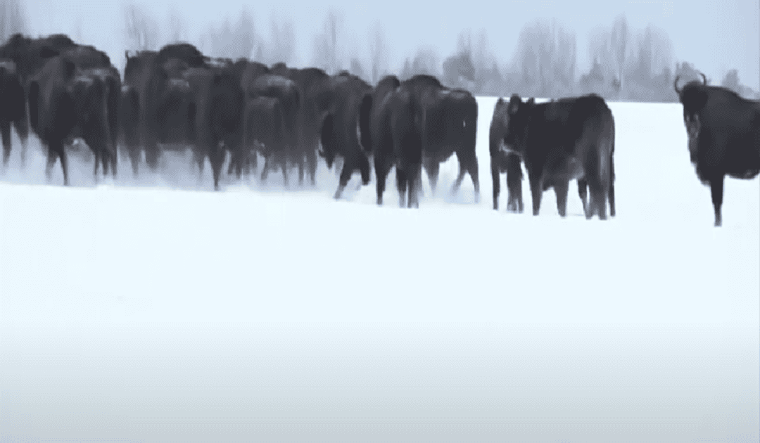 Unlikely Friends: Cow Befriends Wild Bison in Poland - Animals Around ...
