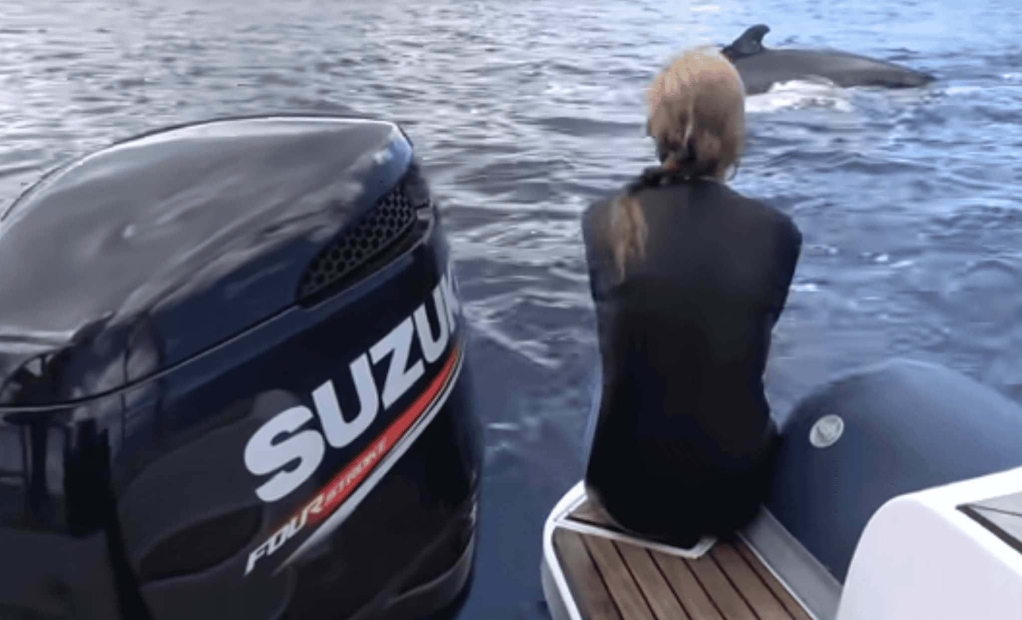 Meet The Scientist Whose Life Was Saved By A Whale - Animals Around The ...