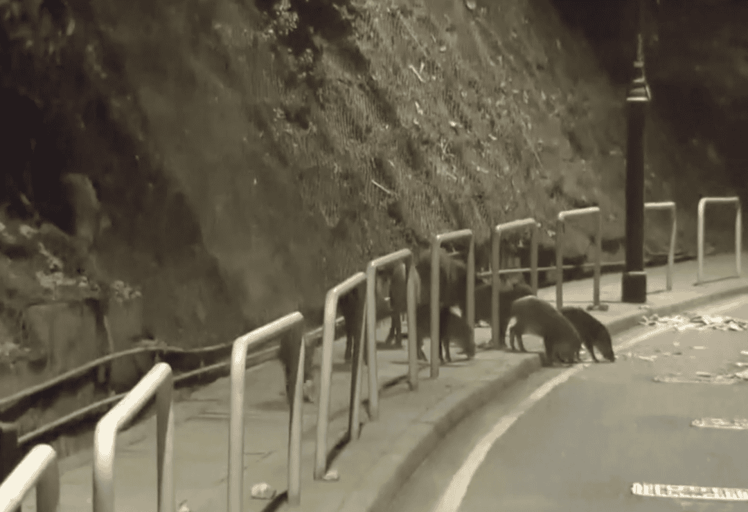 Why Wild Boars Are Wreaking Havoc Across the South - Animals Around The ...