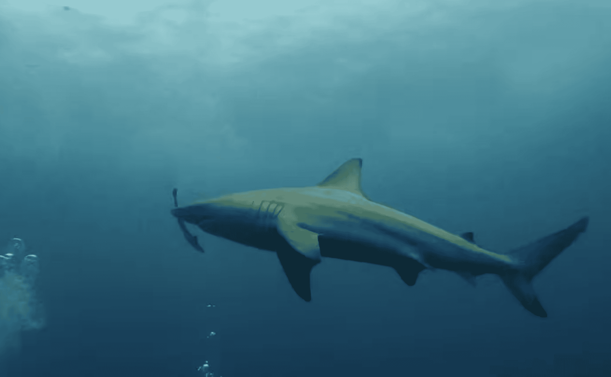 Taking A Look Back At The Most Thrilling Moments from Shark Week 2023 ...