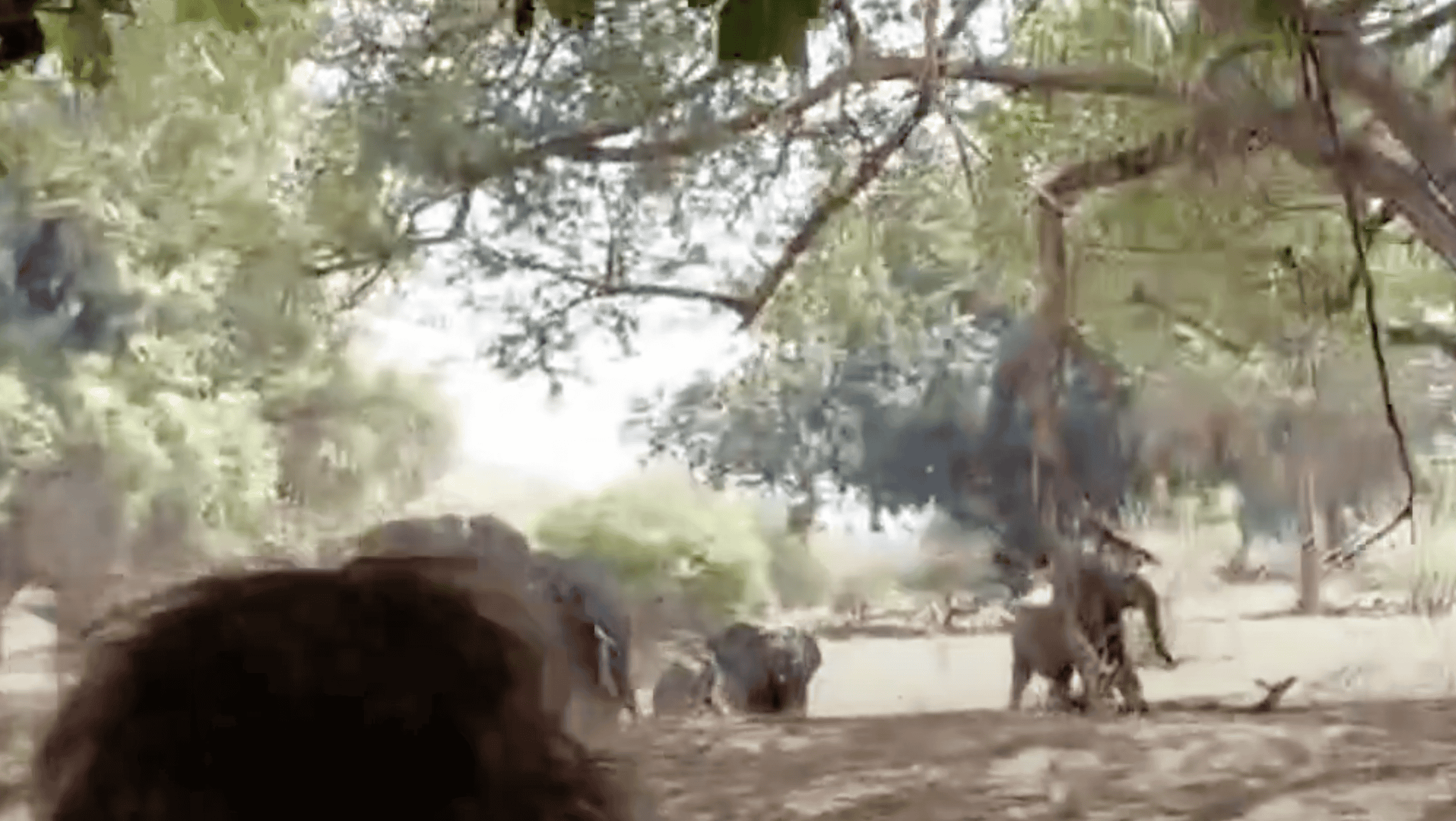Angry Elephant Charges Safari Rangers And Turns At The Last Second ...