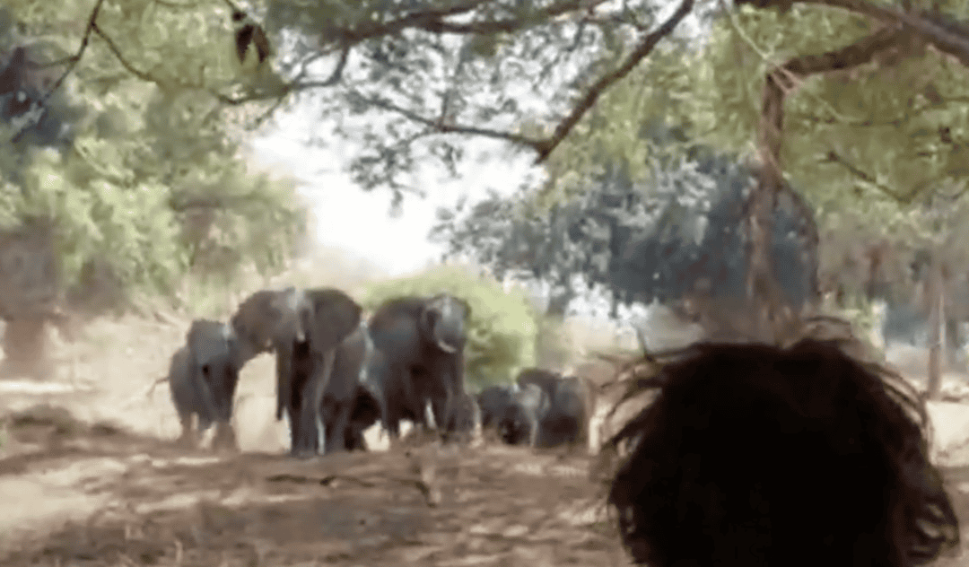 Angry Elephant Charges Safari Rangers And Turns At The Last Second ...