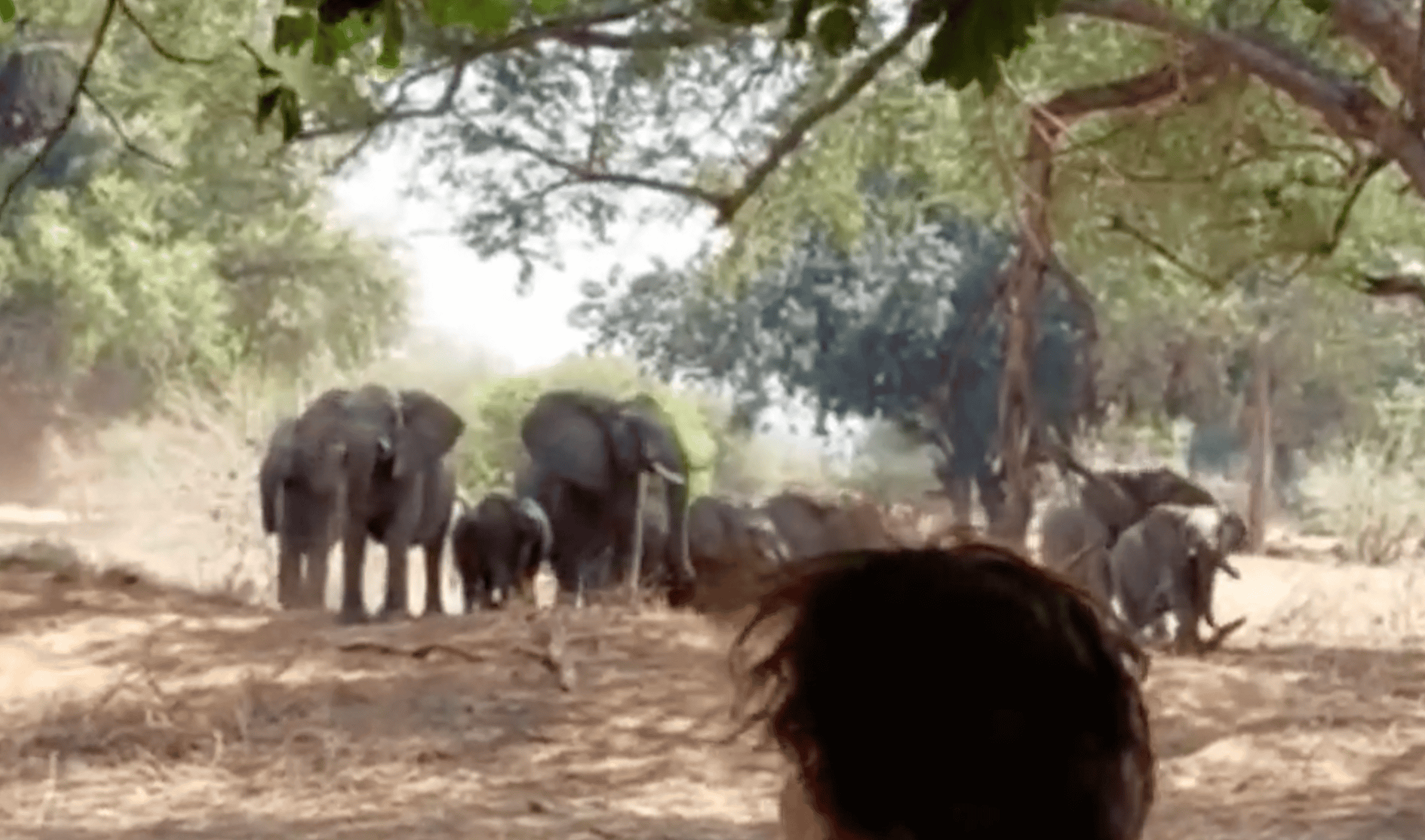 Angry Elephant Charges Safari Rangers And Turns At The Last Second ...
