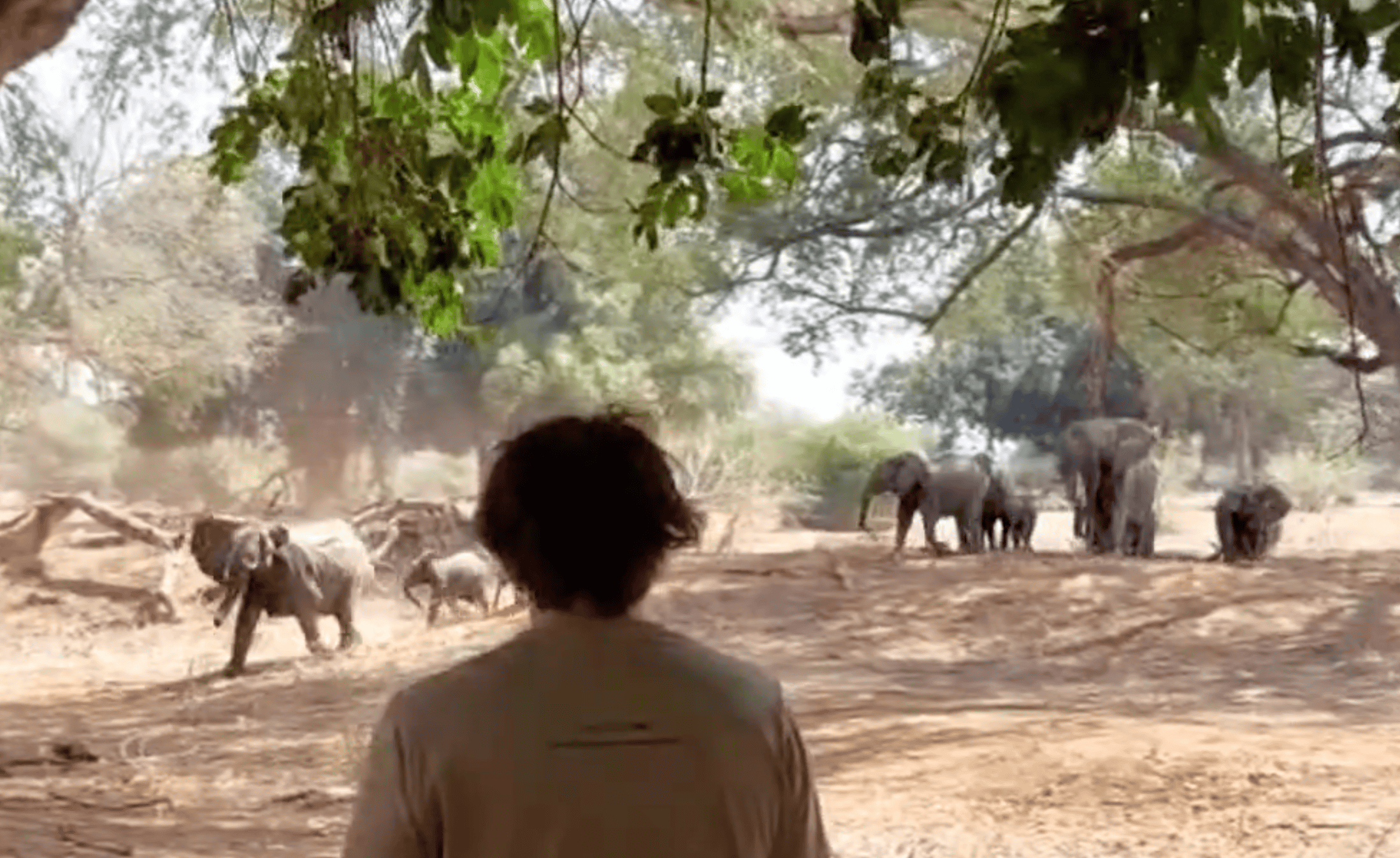 Angry Elephant Charges Safari Rangers And Turns At The Last Second ...