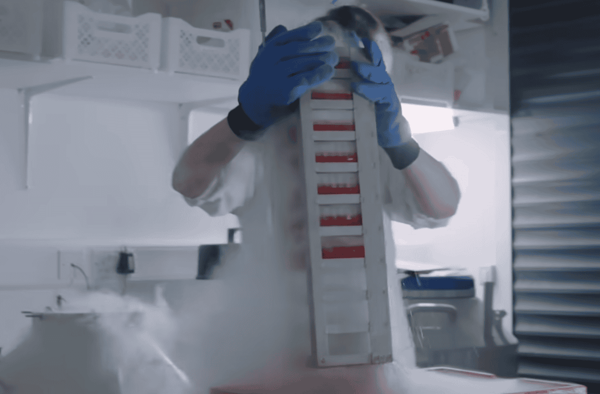 Taking A Closer Look Inside The Growing Business of Pet Cloning ...