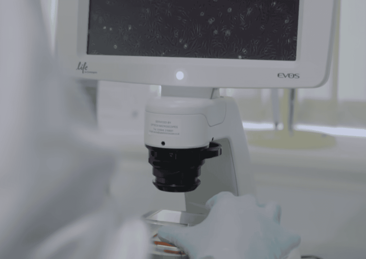 Taking A Closer Look Inside The Growing Business of Pet Cloning ...