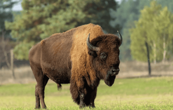 The Great American Bison: A Remarkable Comeback - Animals Around The Globe
