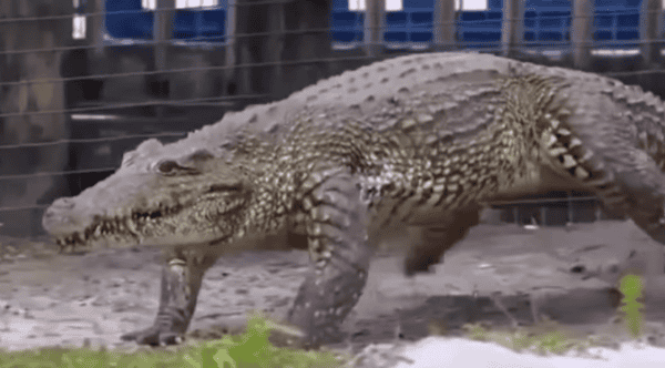 Have you ever seen a Croc Gallop? - Animals Around The Globe