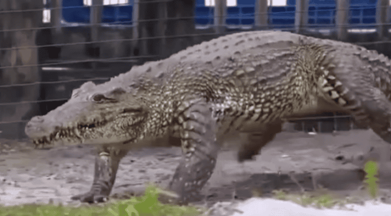 Have you ever seen a Croc Gallop? - Animals Around The Globe