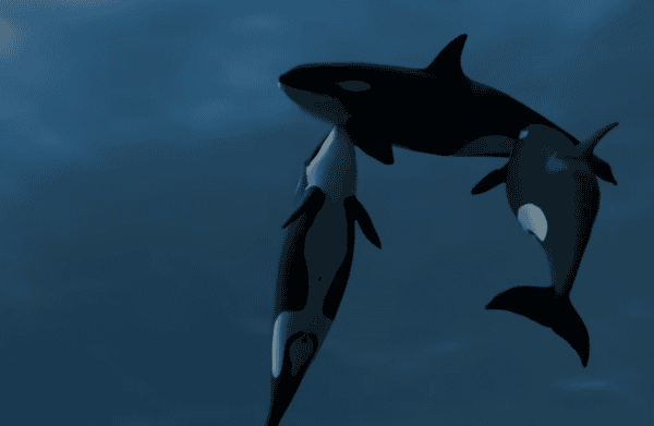 13 Marine Mammals That Communicate Like Humans - Animals Around The Globe