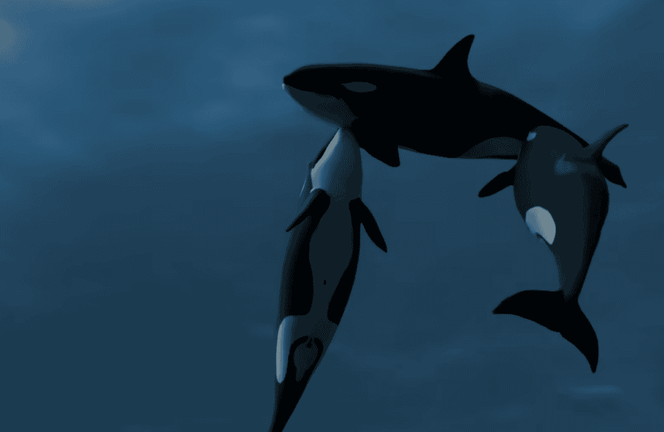 13 Coastal Spots Where You Might See Orcas in the Wild - Animals Around ...