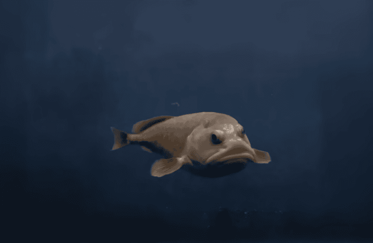 Why The Blobfish Is Not The World's Ugliest Animal - Animals Around The ...