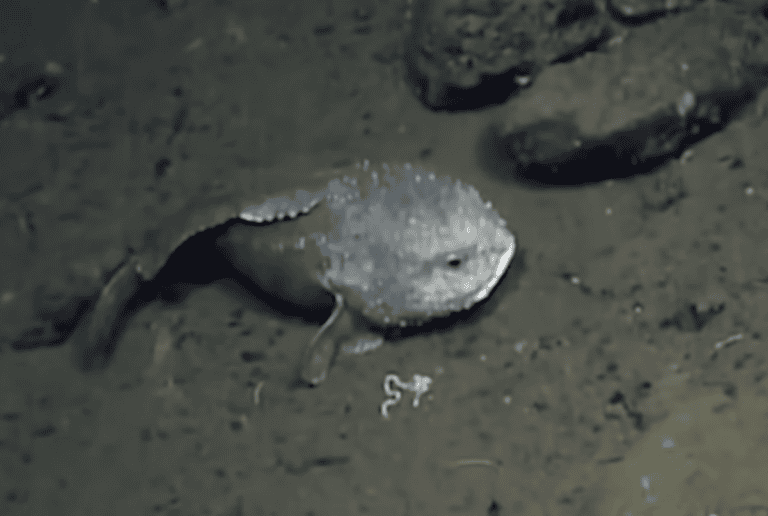 Why The Blobfish Is Not The World's Ugliest Animal - Animals Around The ...