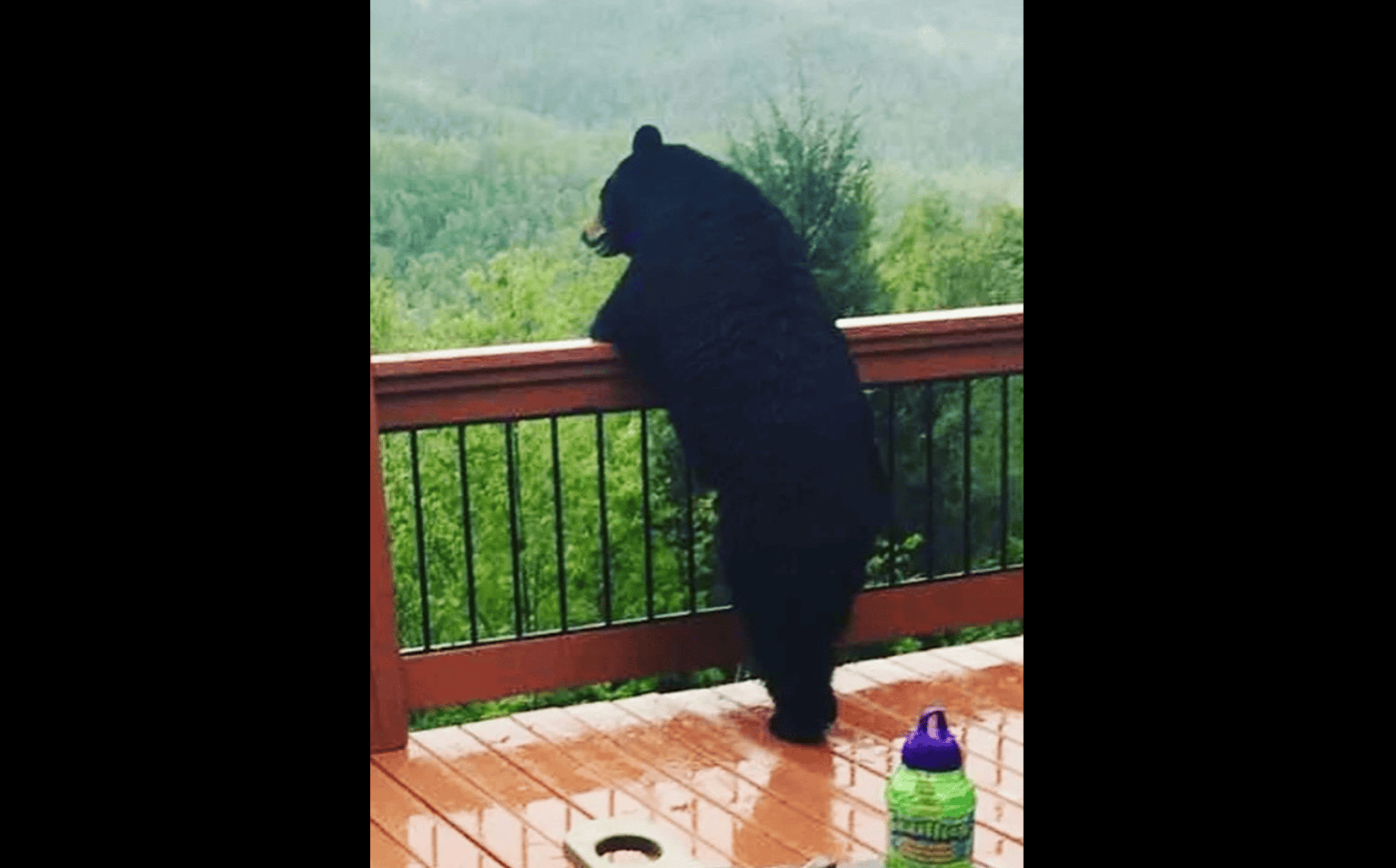 Bears Appreciate Nature Just As Much As We Do - Animals Around The Globe