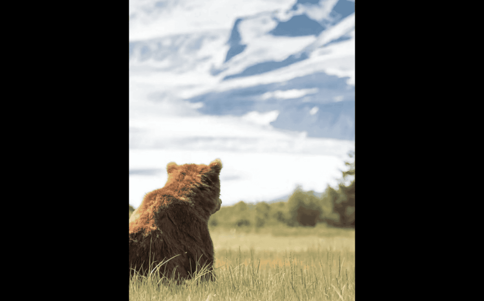 Bears Appreciate Nature Just As Much As We Do - Animals Around The Globe
