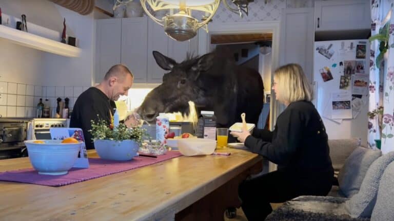 Man Known As "The Moose Man" Takes In Abandoned Moose and Raises It ...