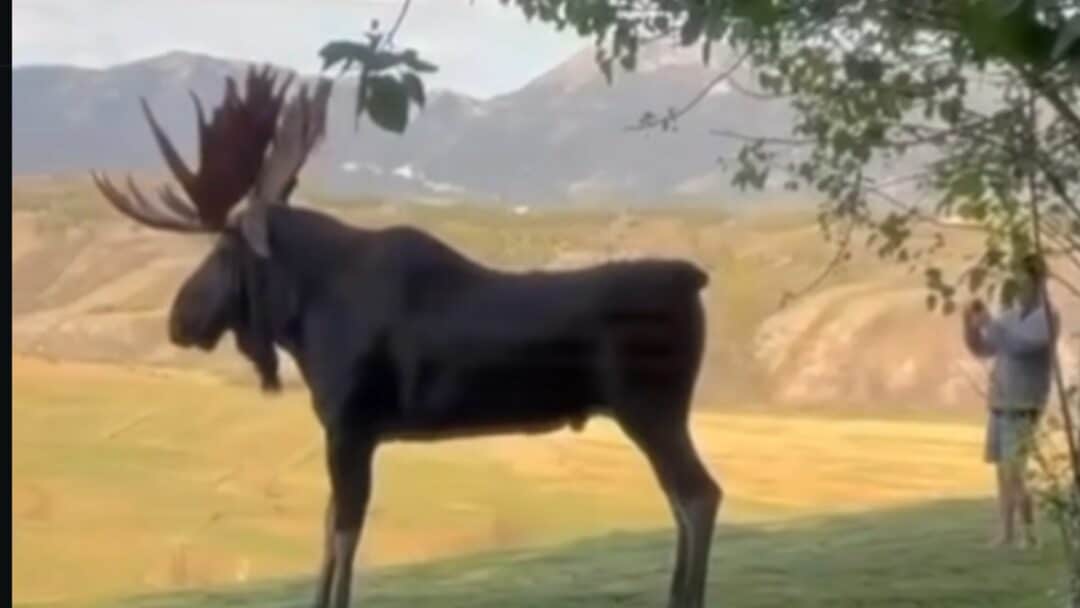 The Largest Bull Moose Ever Spotted in Alaska’s Wilderness - Animals ...