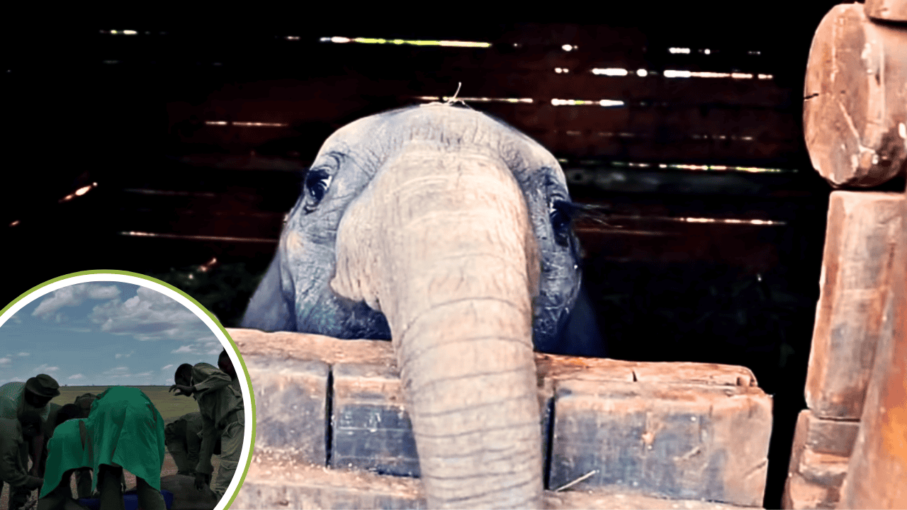 Baby Elephant Survived for Weeks in The Wild Before Being Rescued ...